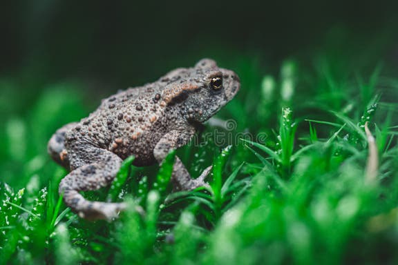 Selective Focus Shot of a Common Toad in Grassland Stock Image - Image ...