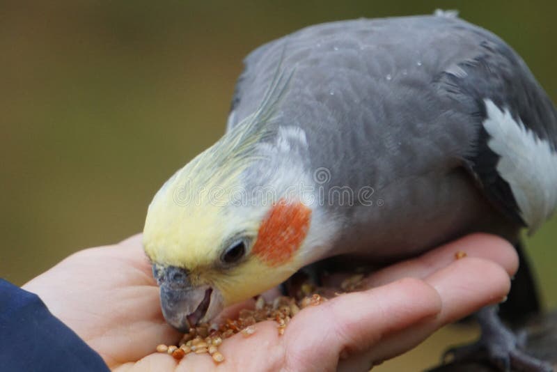 Selective Focus Shot of Corella Parrot Feeding Out of Female Hand Stock ...