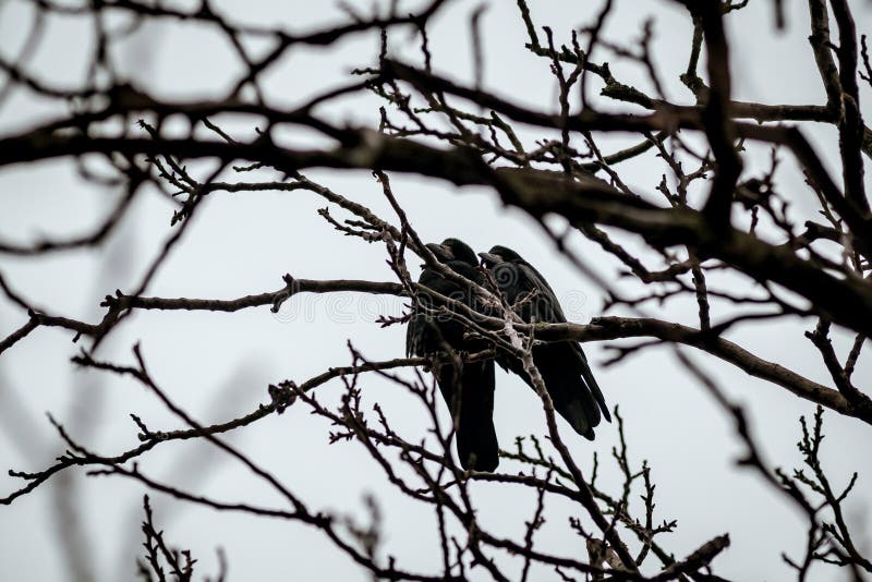 Ravens Perched on Saguaro Cactus Stock Photo - Image of america, birds ...