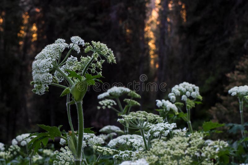Selective Focus Shot of Cow Parsnip (Heracleum) in a Forest with Dense ...