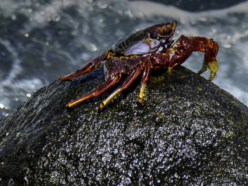 Selective Focus Shot of a Crab on the Rock with a Blurred Background ...