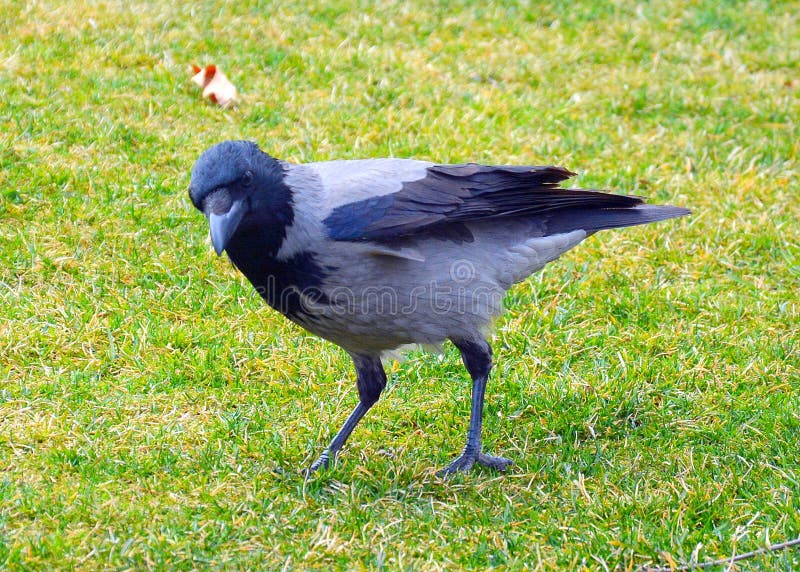 Selective Focus Shot of a Crow on the Green Grass Ground Stock Image ...