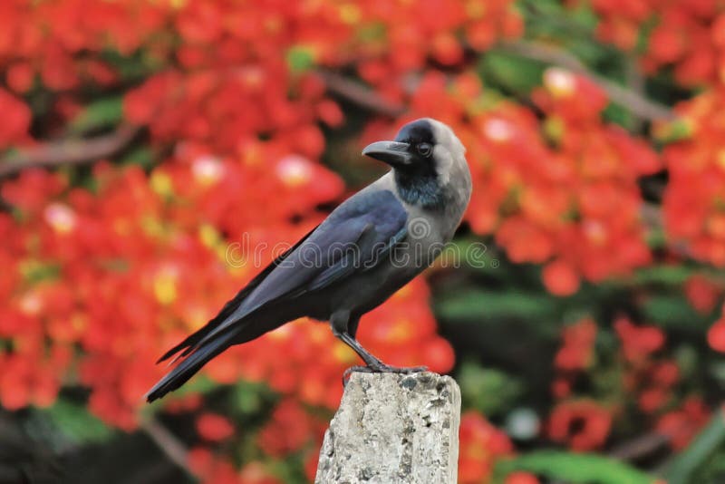 Selective Focus Shot of a Crow Standing on the Pole Stock Photo - Image ...