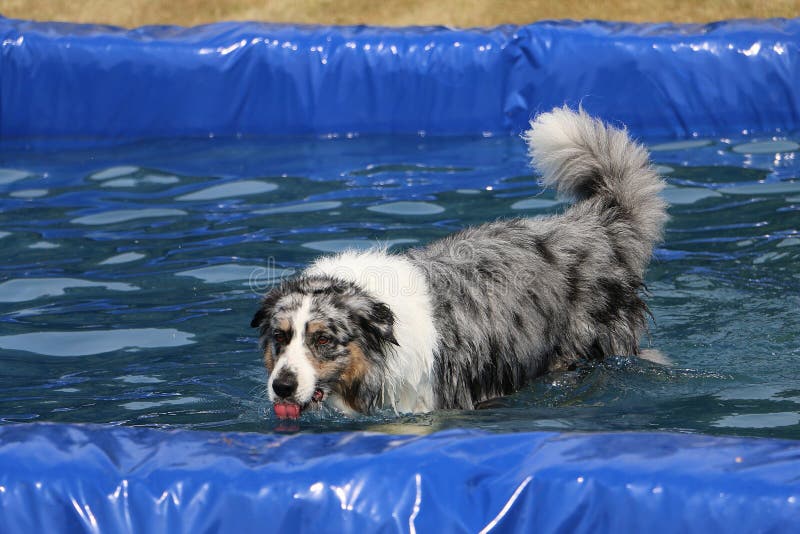 Cute Australian Shepherd Puppy Dog with Different Colored Eyes in a ...