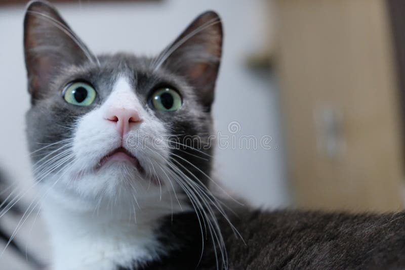 Selective Focus Shot of a Cute Cat with a Scared Facial Expression ...