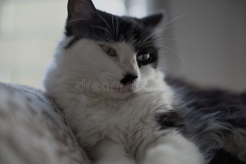 Selective Focus Shot of a Cute Cat Sitting with a Calm Facial ...