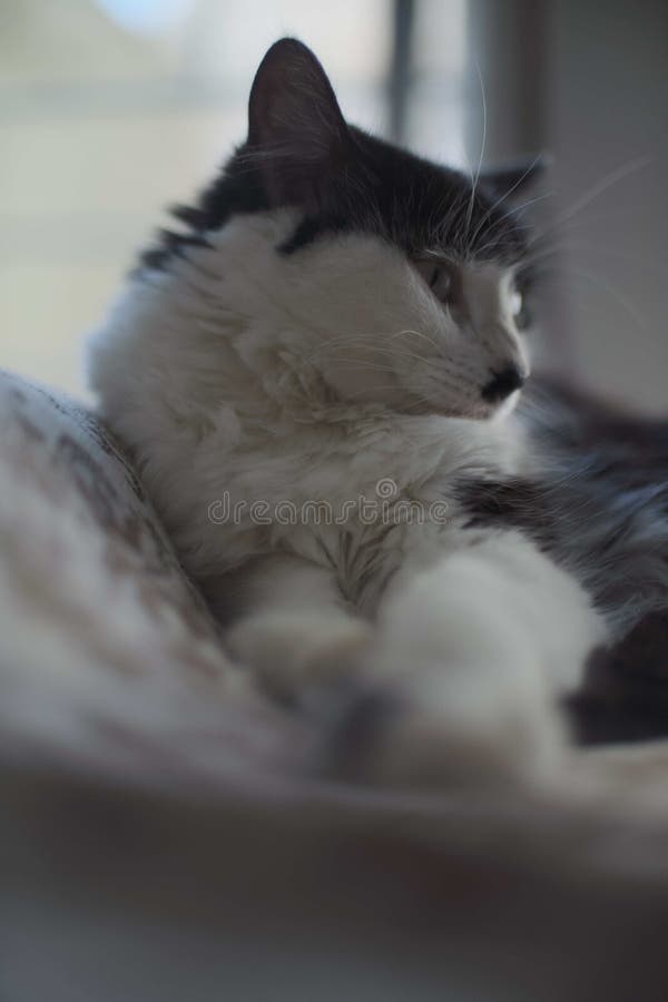 Selective Focus Shot of a Cute Cat Sitting with a Calm Facial ...