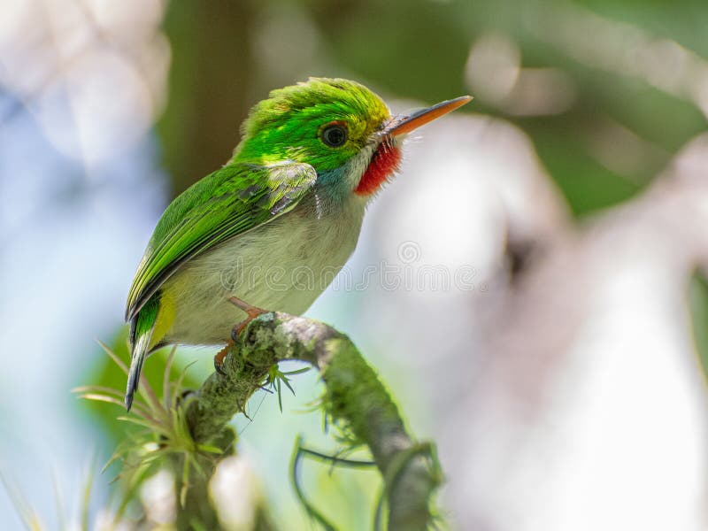 Selective Focus Shot of a Cute Cuban Tody Bird Perched on a Tree Branch ...