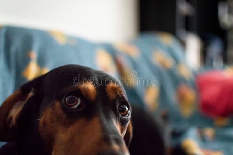 Selective Focus Shot of a Cute Dog with Adorable Eyes Stock Image ...
