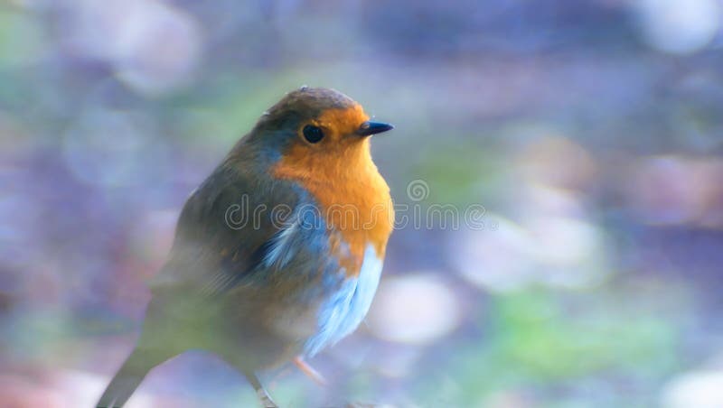 Cute Robin on Snow in Winter Stock Image - Image of perching, erithacus ...