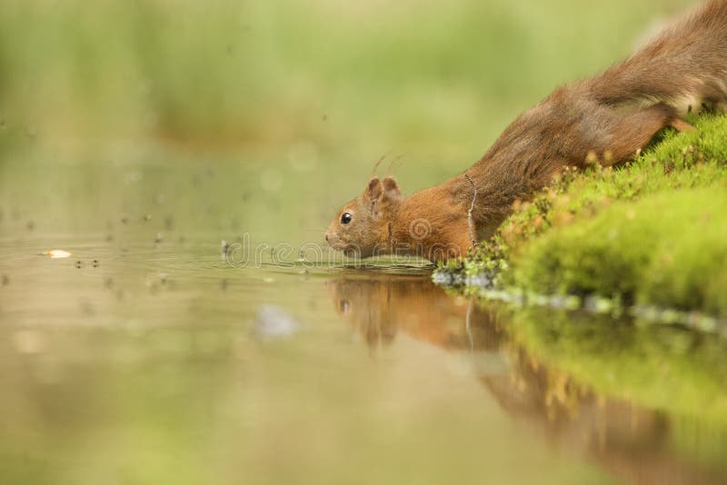 Selective Focus Shot of a Cute Squirrel Getting in the Water Stock ...