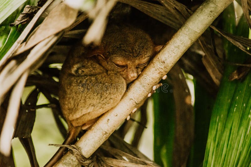 Selective Focus Shot of a Cute Tarsier on a Branch Stock Photo - Image ...