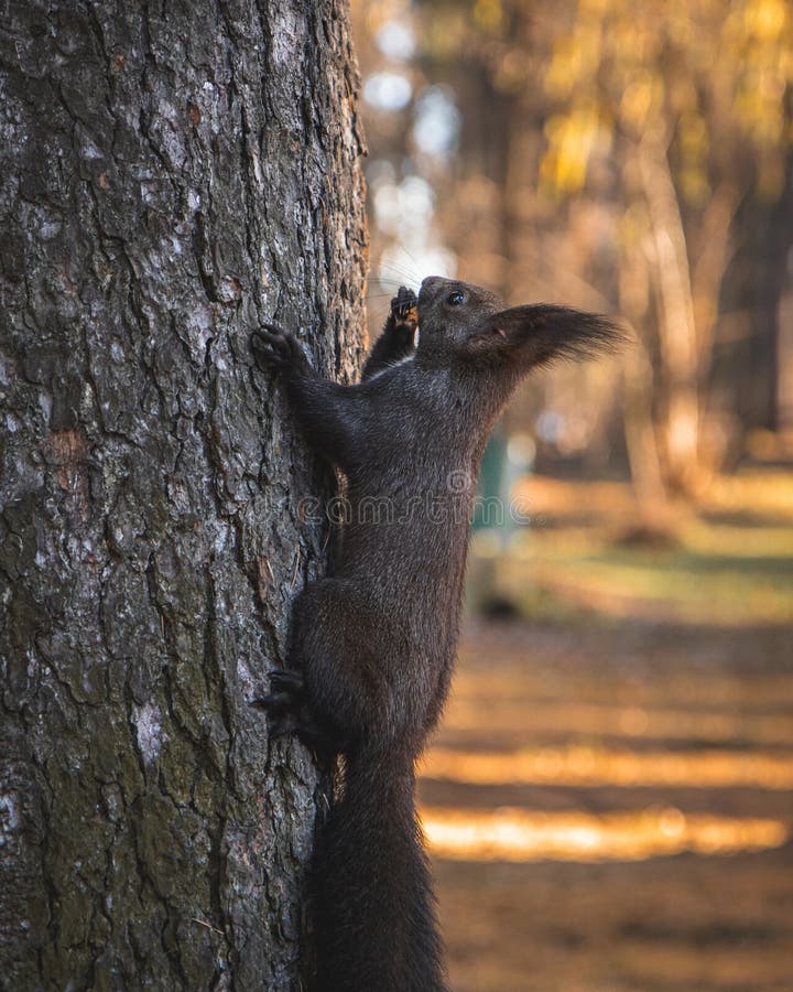Selective Focus Shot of a Cute Tassel-eared Squirrel Climbing on the ...