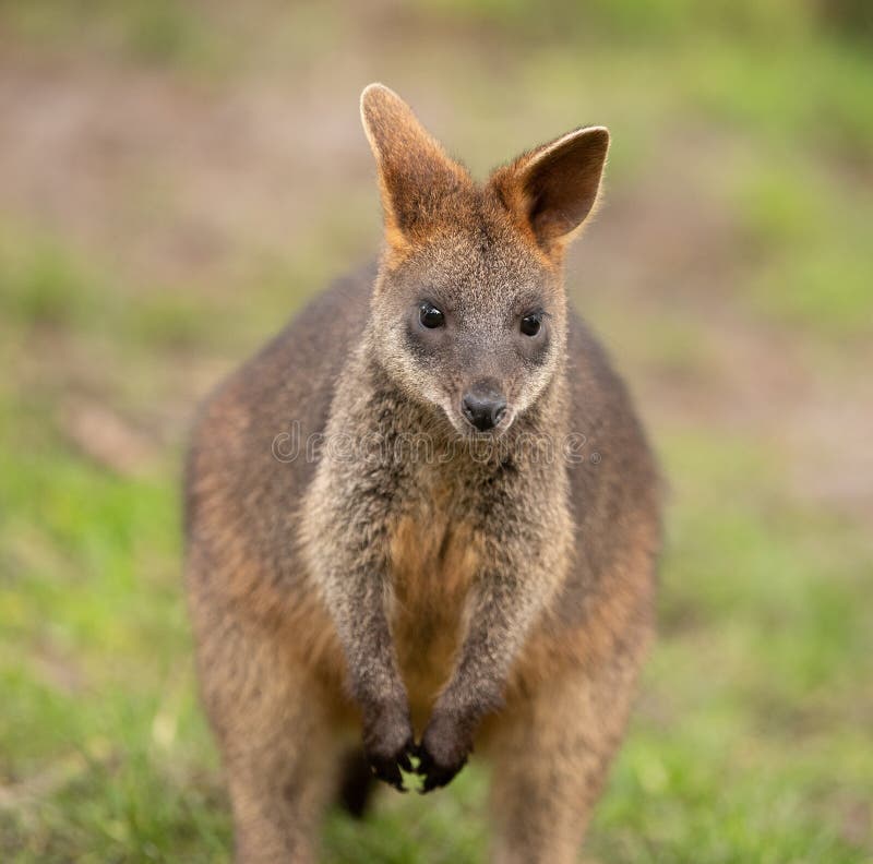 Cute Wallaby Portrait stock image. Image of wallby, mammal - 15729205