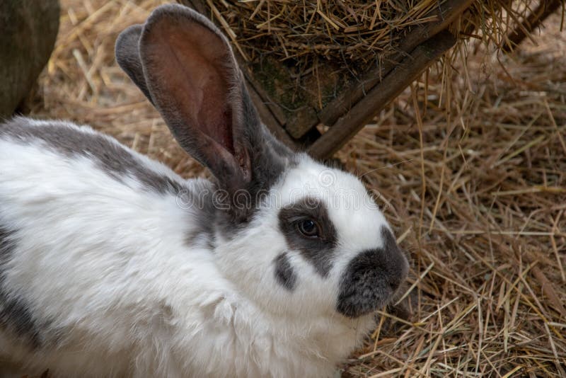 Selective Focus Shot of a Cute White Fluffy Rabbit Stock Image - Image ...