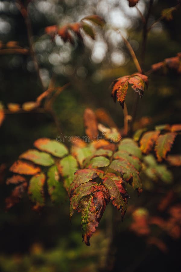 Selective Focus Shot of Damaged Autumn Leaves in a Forest Stock Photo ...