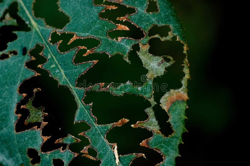 Selective Focus Shot of a Damaged Green Leaf with Patterned Holes on ...