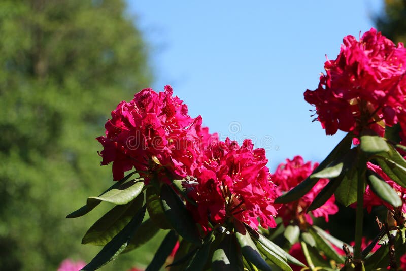 Selective Focus Shot of Dark Pink Rhododendron Flowers on a Bush Stock ...