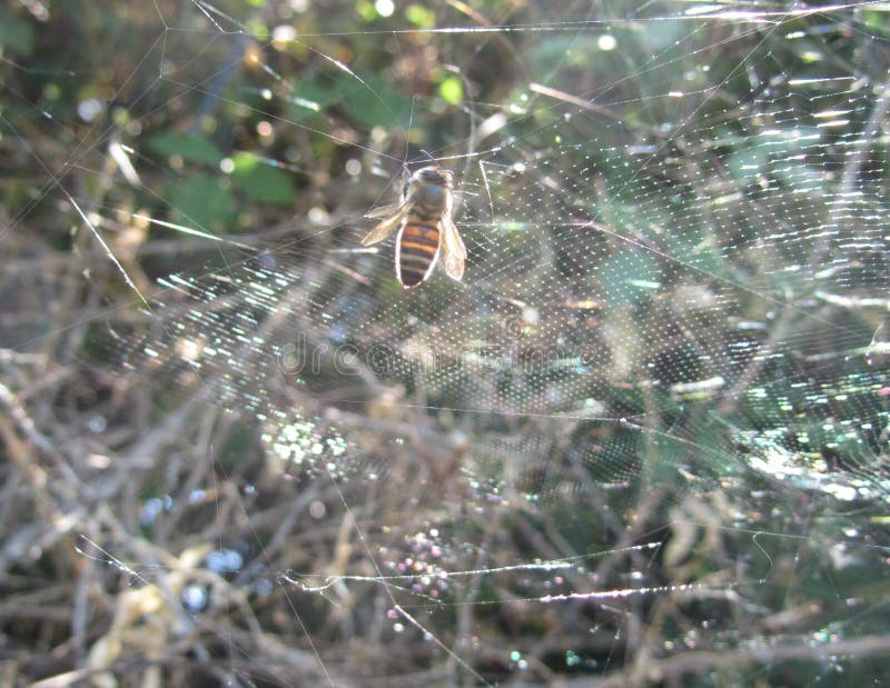A dead fly in a spider web stock image. Image of blue - 186804573