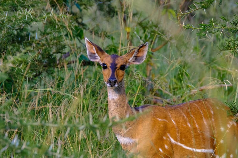 Selective Focus Shot of a Deer Looking Toward the Camera Standing in a ...