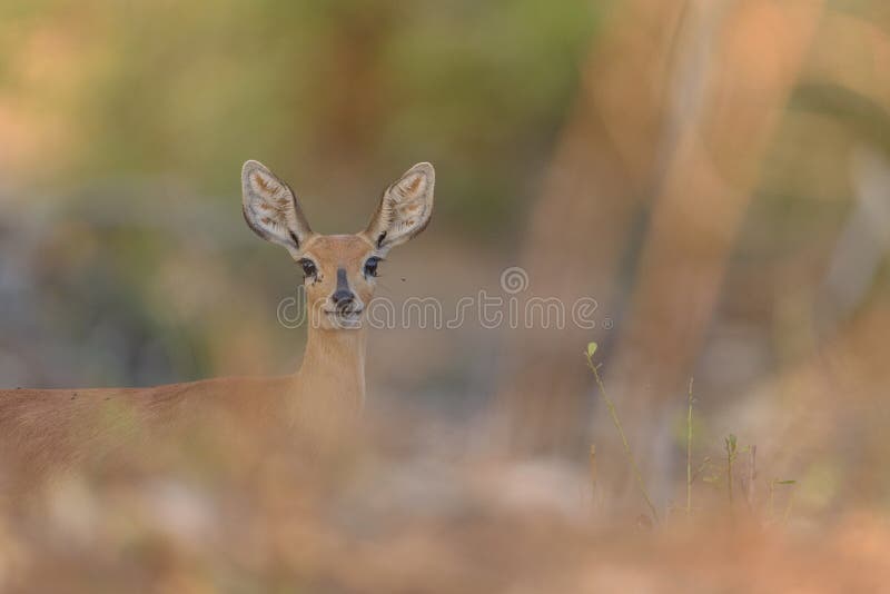 Selective Focus Shot of a Deer Looking Towards the Camera in the ...