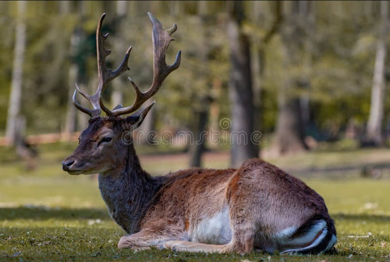 Selective Focus Shot of a Deer Lying on the Grassy Ground Stock Photo ...