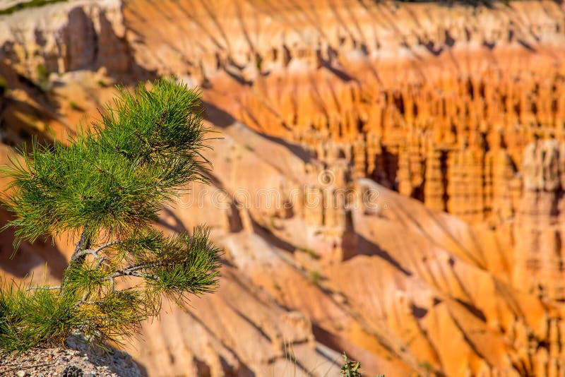 Selective Focus Shot of a Desert Plant with the Bryce Canyon in the ...