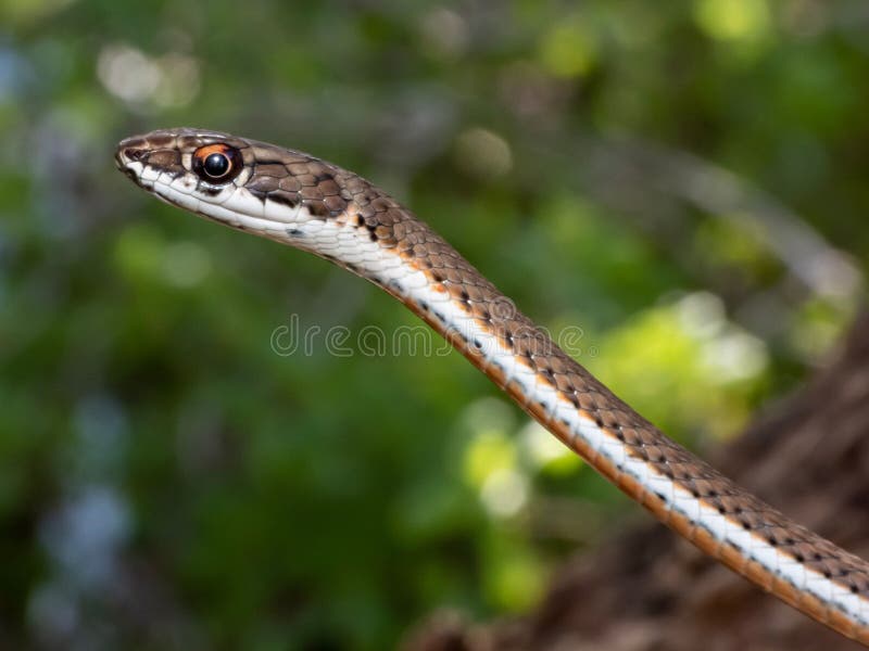 Selective Focus Shot of Details on a Karoo Sand Snake Stock Photo ...