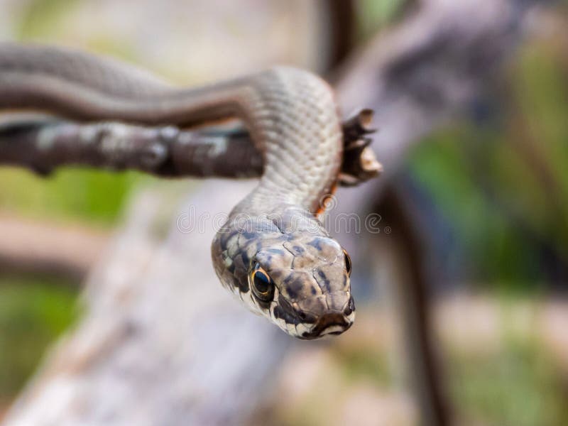 Selective Focus Shot of Details on a Karoo Sand Snake Stock Photo ...