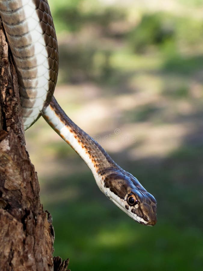 Selective Focus Shot of Details on a Karoo Sand Snake Stock Photo ...