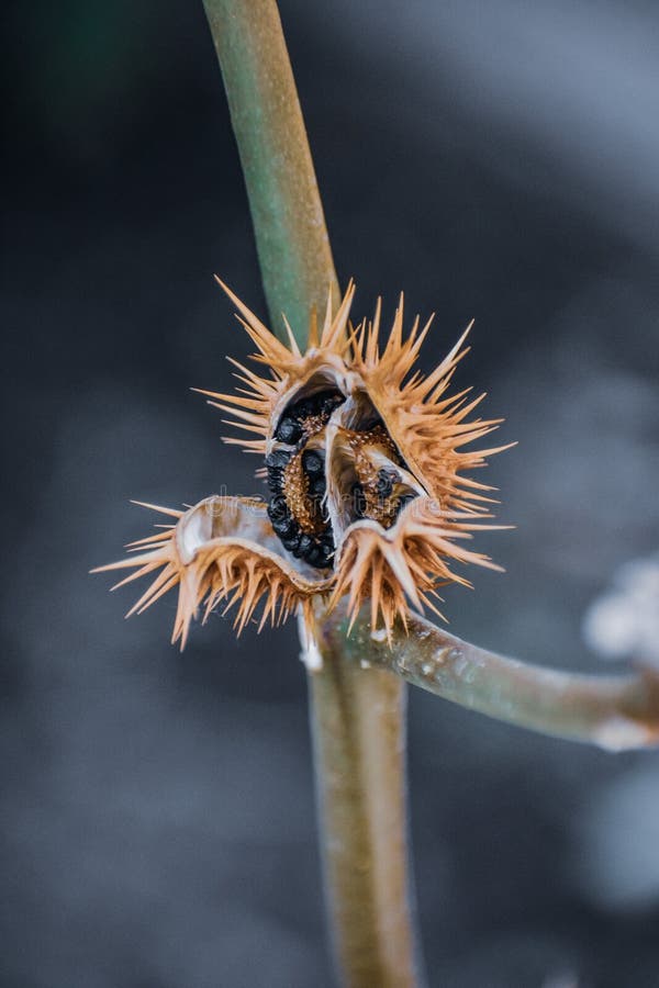 Selective Focus Shot Devil S Snare Plant Stock Image - Image of wild ...