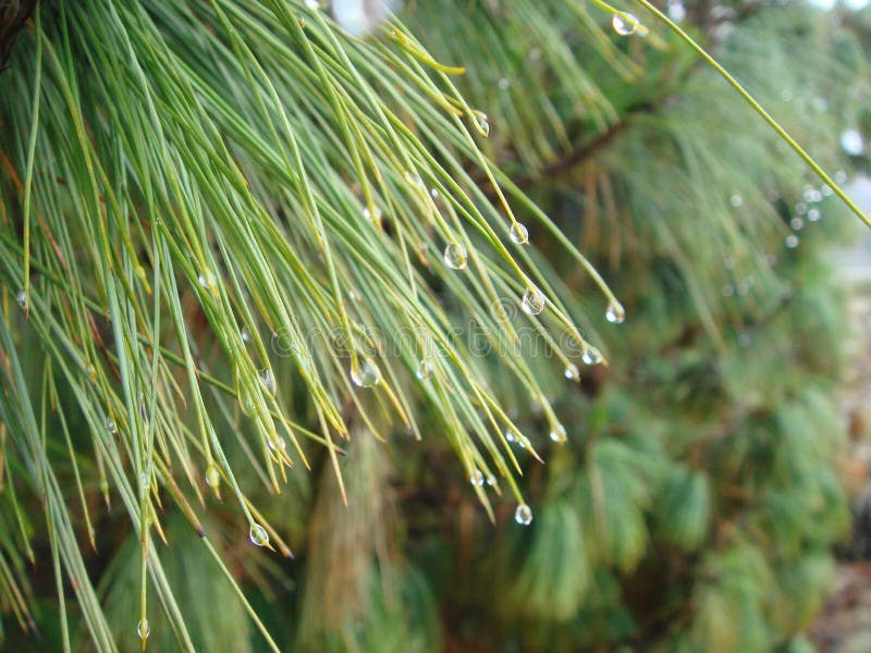 Selective Focus Shot of Dewy Patula Pine Needles Stock Photo - Image of ...