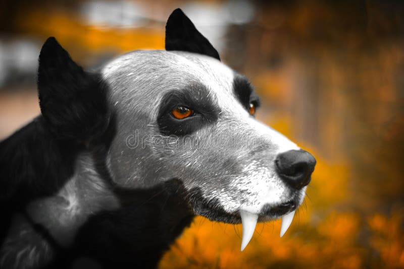 Selective Focus Shot of a Dog with Sharp Teeth Stock Photo - Image of ...