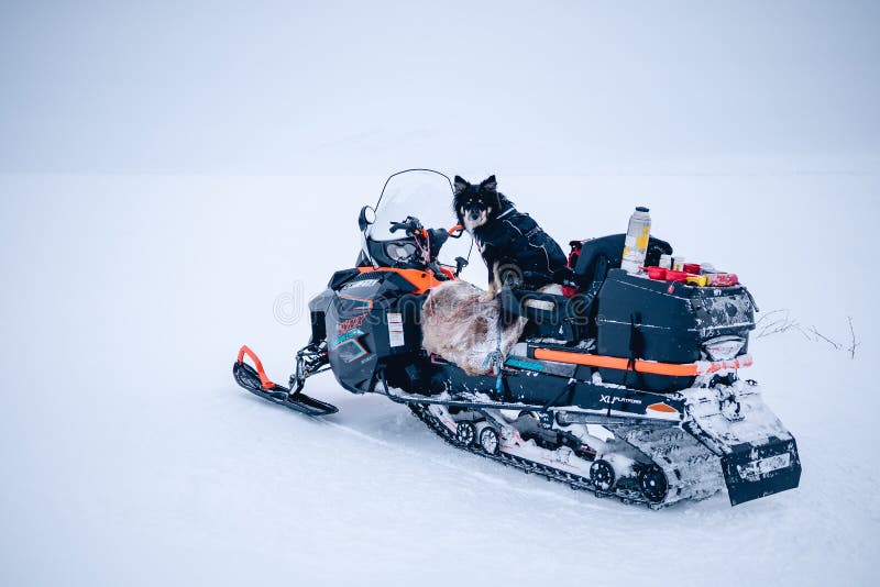 Selective Focus Shot of a Dog Sitting on a Snowmobile in the North of ...