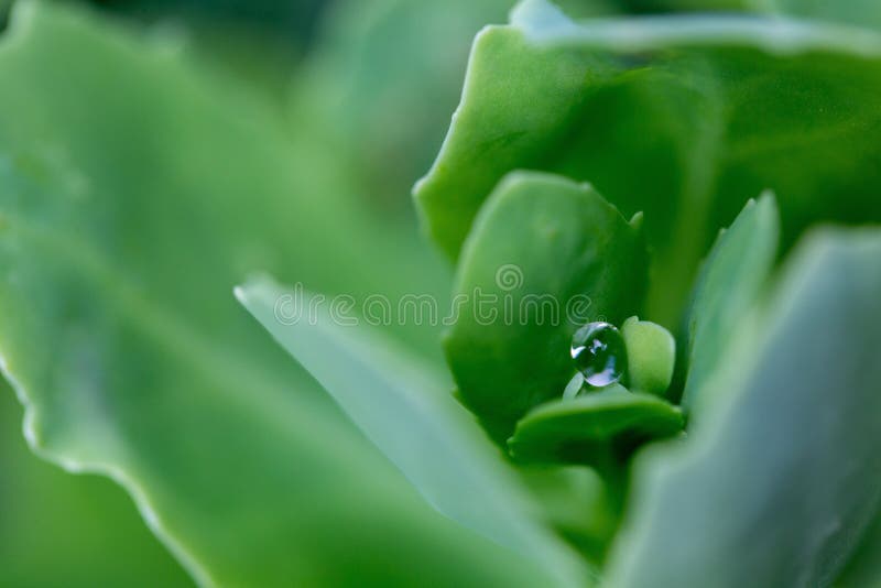 Selective Focus Shot of a Droplet among Leaves - Perfect for Background ...
