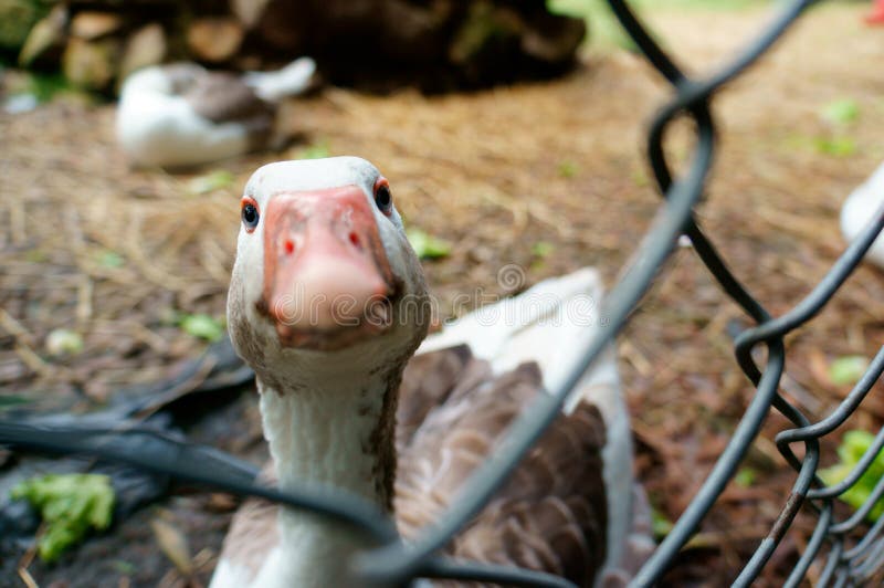 2,273 Duck Looking Camera Photos - Free & Royalty-Free Stock Photos ...