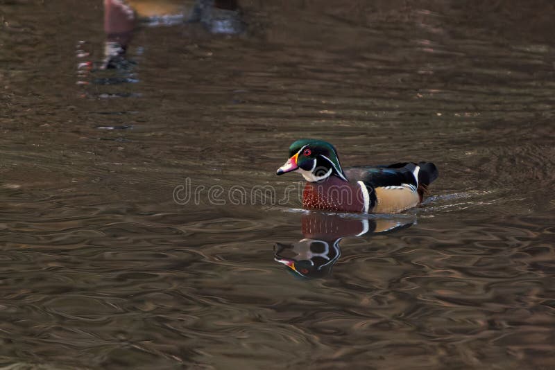 Selective Focus Shot of a Duck in a Pond Stock Photo - Image of focus ...