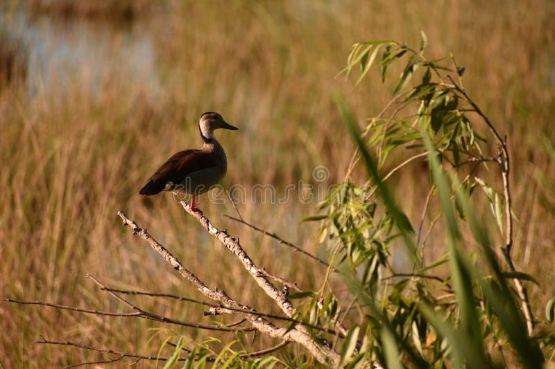 Selective Focus Shot of a Duck Standing on a Branch Stock Image - Image ...