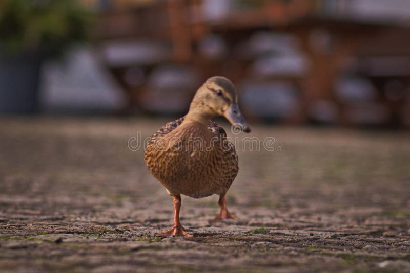 Selective Focus Shot of a Duck Walking on a Brown Ground and Looking ...
