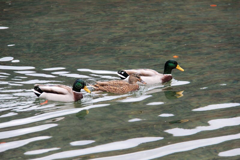 Selective Focus Shot of Ducks Swimming in the Pond Stock Photo - Image ...