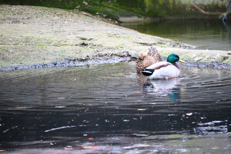 Selective Focus Shot of Ducks on the Water Stock Image - Image of duck ...