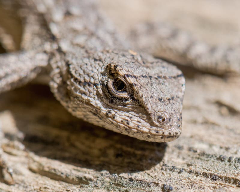 Eastern Fence Lizard in Dover, Tennessee Stock Image - Image of ...