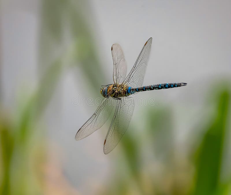 Selective Focus Shot of an Emperor Dragonfly in Flight Stock Image ...