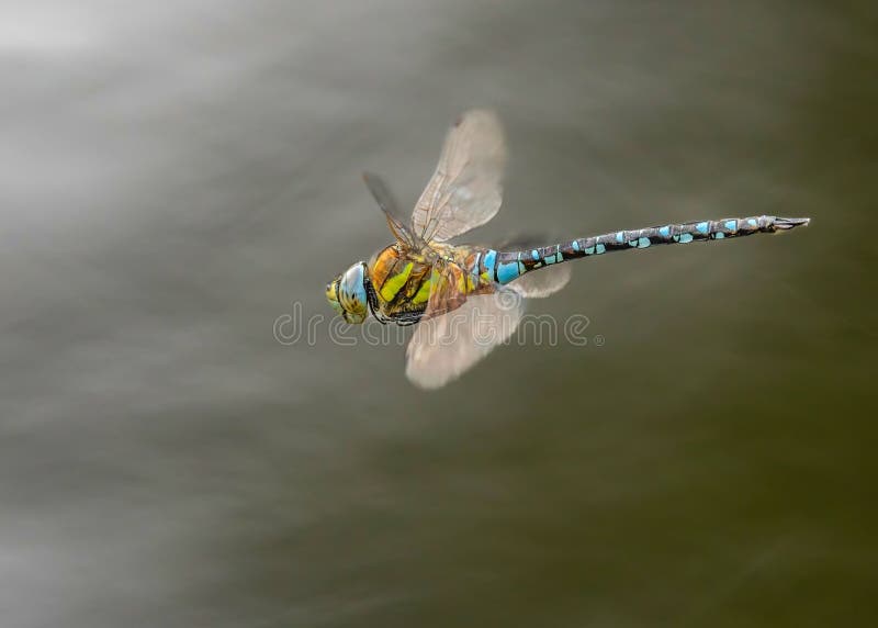 Selective Focus Shot of an Emperor Dragonfly in Flight Stock Photo ...
