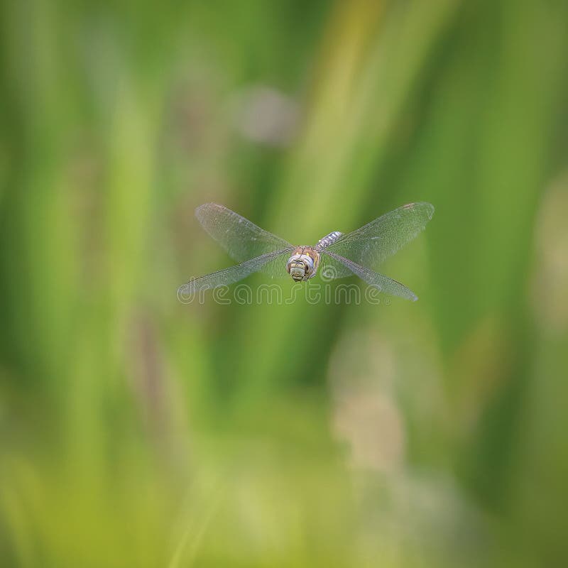 Selective Focus Shot of an Emperor Dragonfly Flying Towards the Camera ...