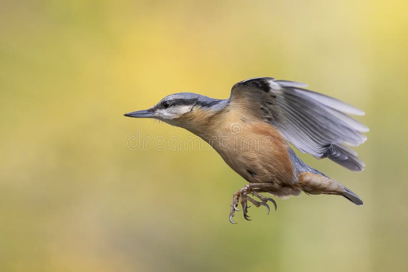 Selective Focus Shot of a Eurasian Nuthatch Bird in Flight Stock Photo ...