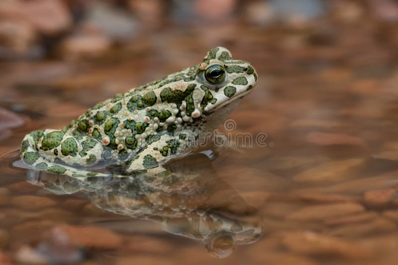 Selective Focus Shot of the European Green Toad in the Water Stock ...