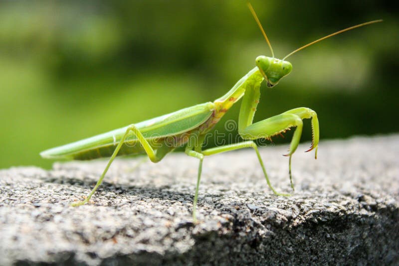 Selective Focus Shot of a European Mantis Stock Image - Image of animal ...