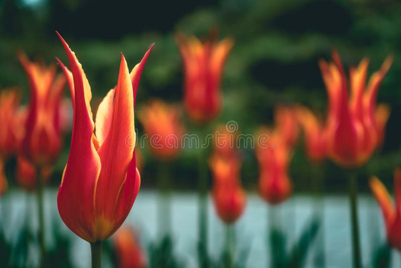 Selective Focus Shot of an Exotic Red Flower Captured in a Beautiful ...