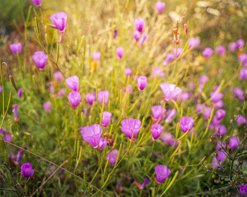 Selective Focus Shot a Field of Bright Pink Evening Primrose Flowers ...